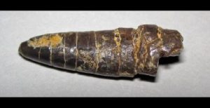 Belemnites | ⊛ Cabra Jurásica ⊛ Una Historia de Hace 200 Millones de Años